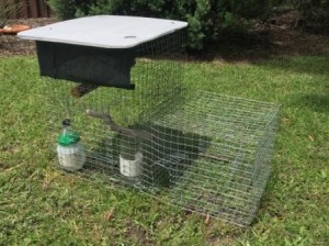 Indian Myna Traps